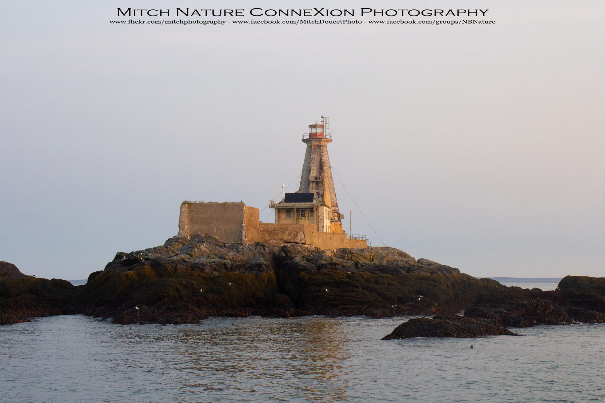 Lighthouse Gannet Rock | Nature Connexion