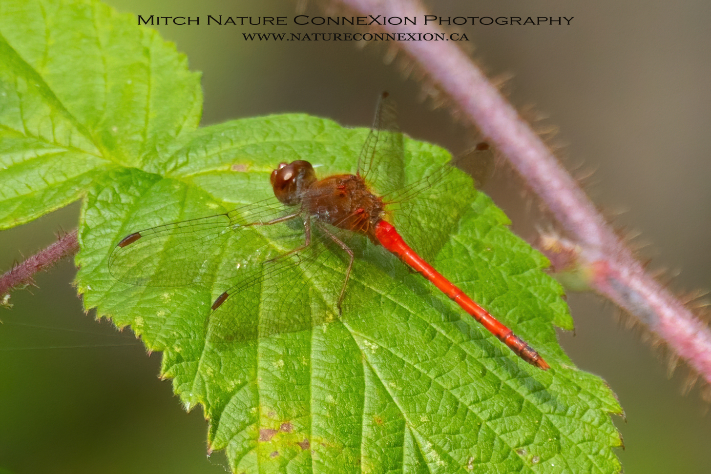 Dragonfly Autumn | Nature Connexion