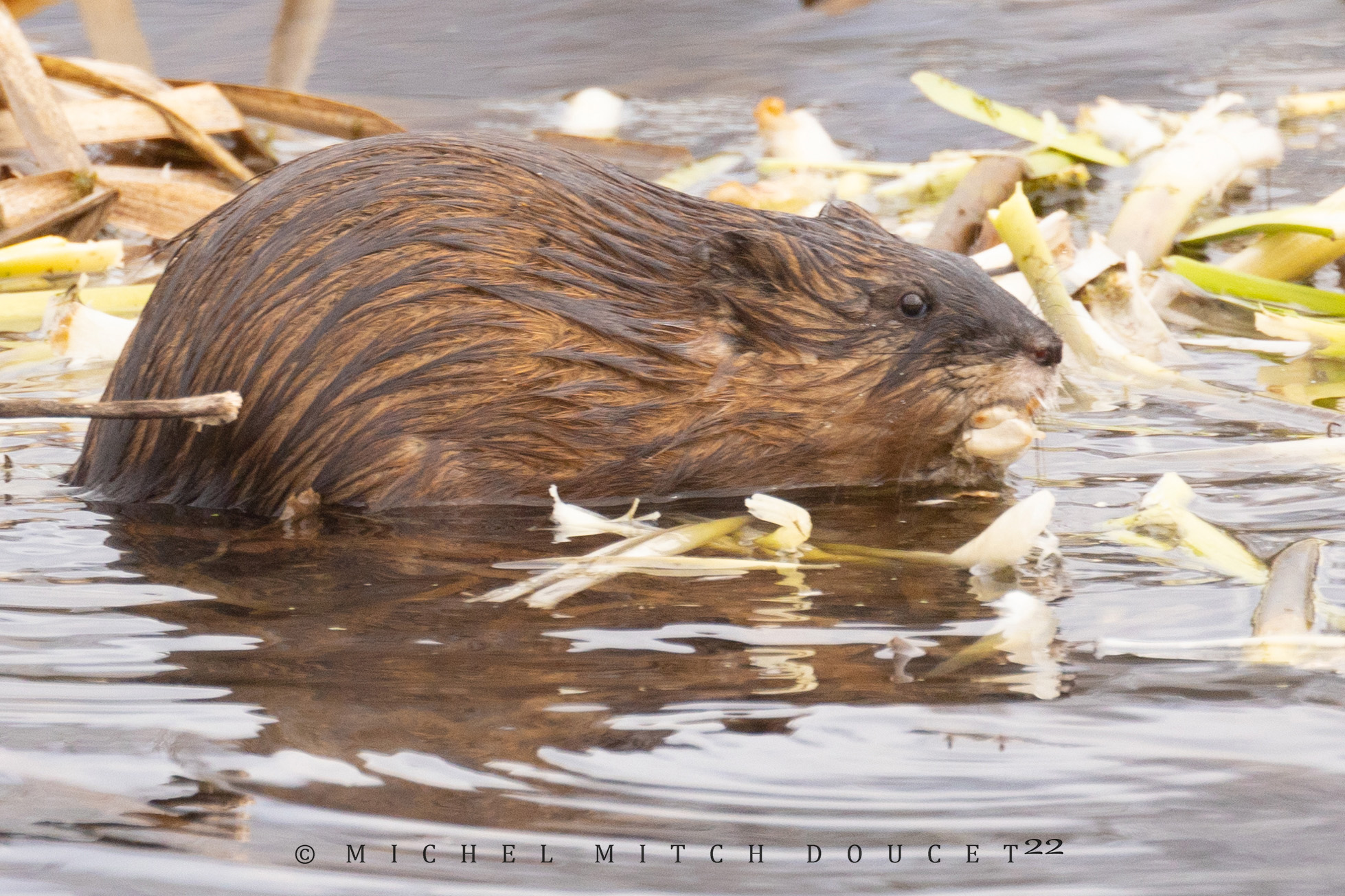 Wildlife Muskrat | Nature Connexion