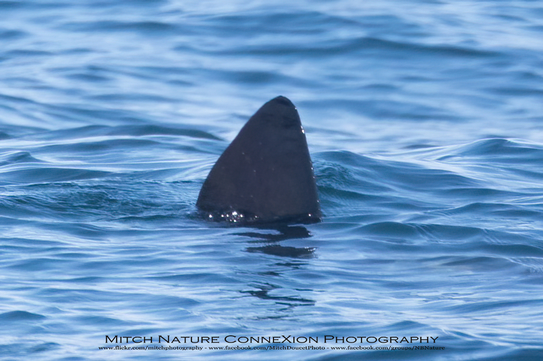 Sea Shark | Nature Connexion