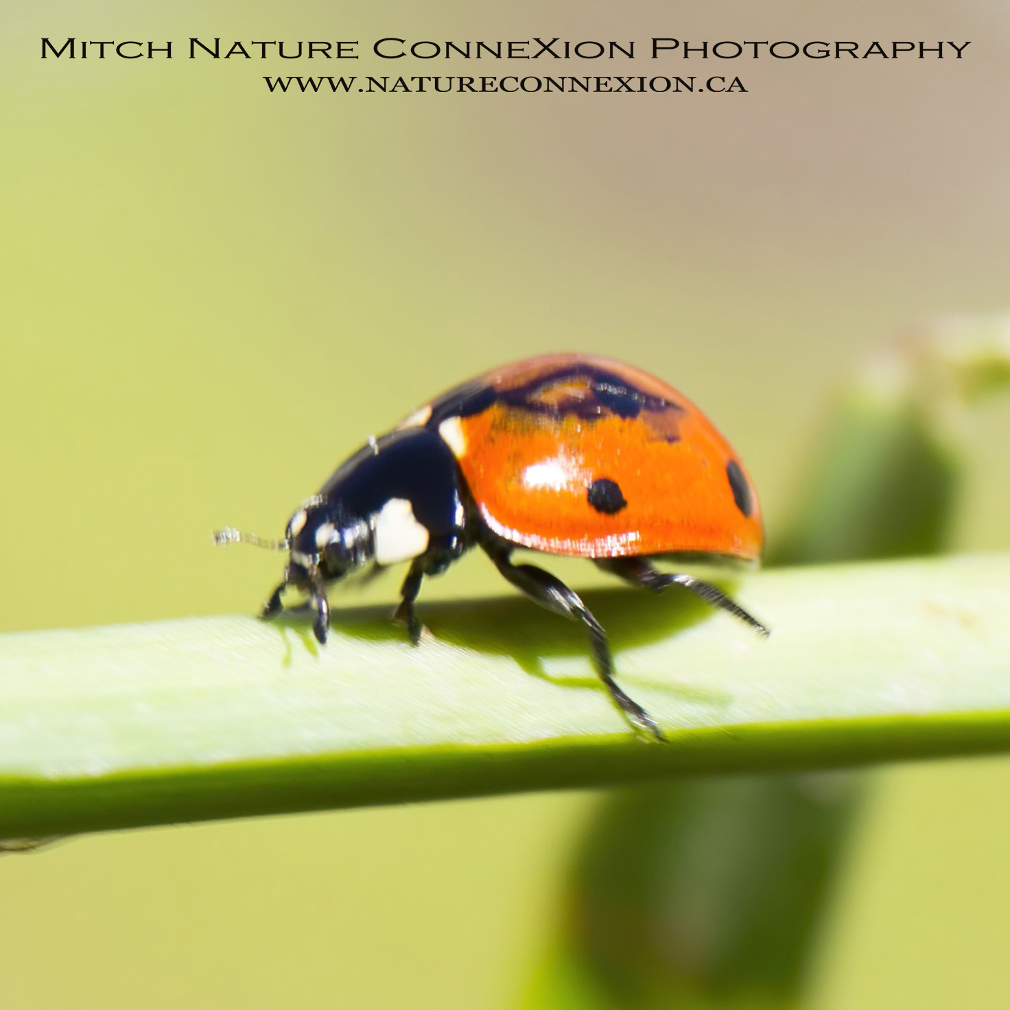 Nature Connexion blogs & Photos. from whales to insects.