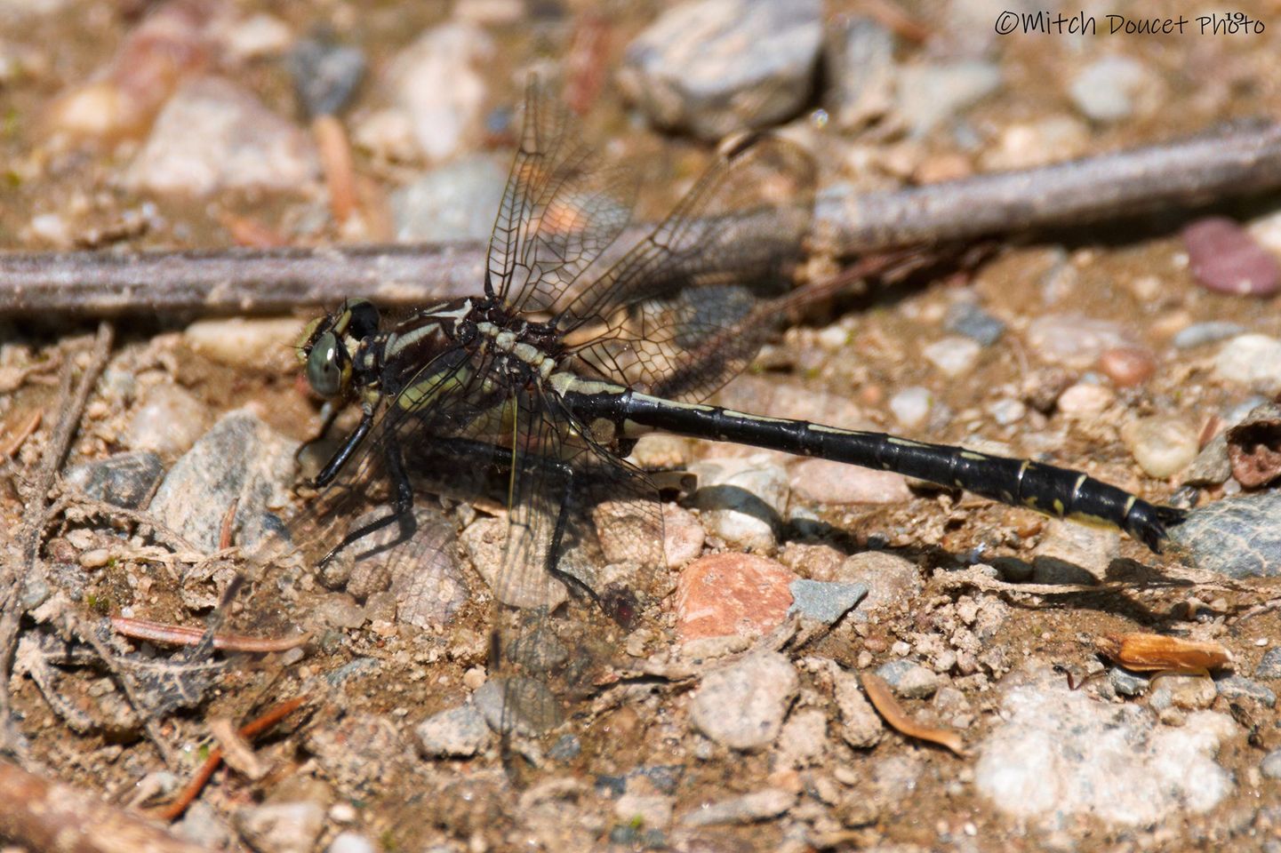 Dragonfly | Nature Connexion