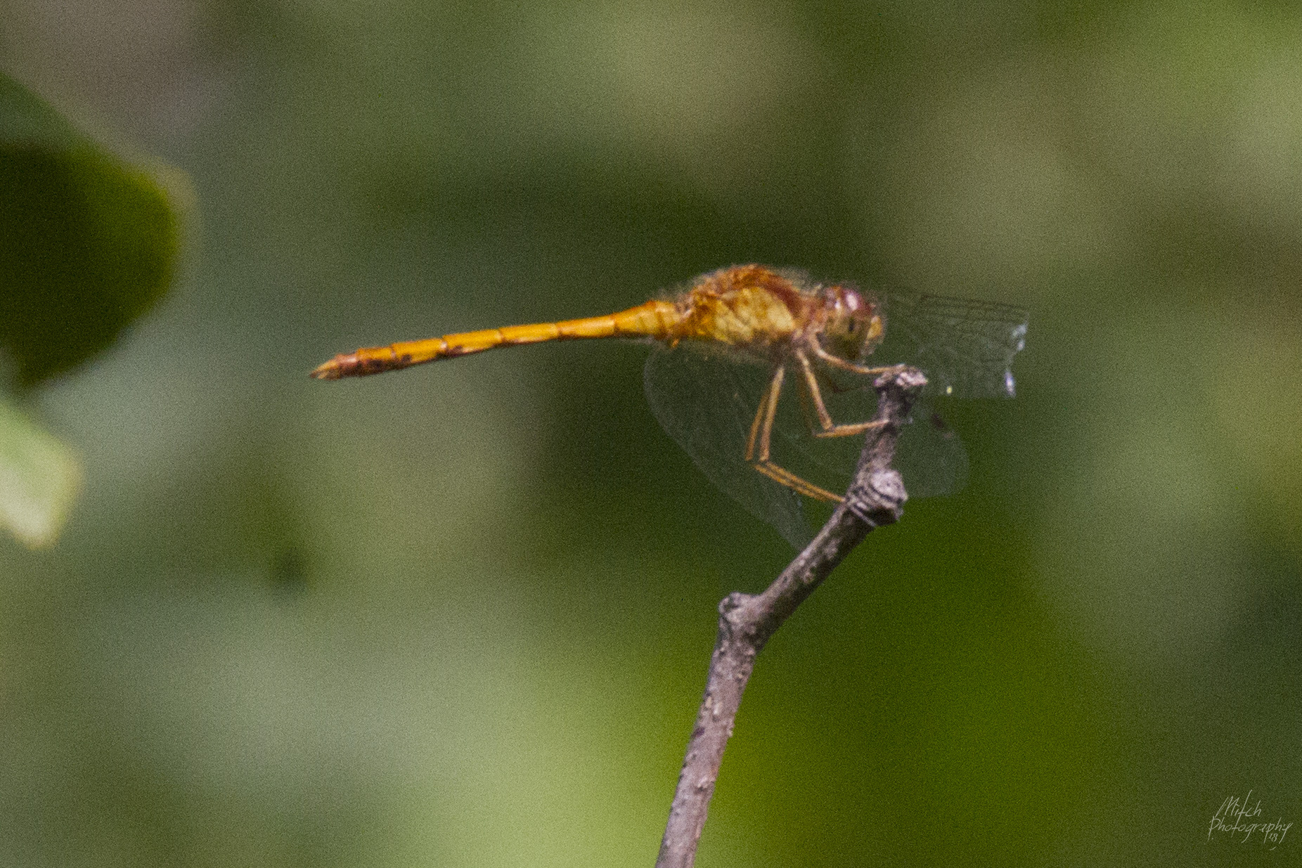 Dragonfly Autumn | Nature Connexion