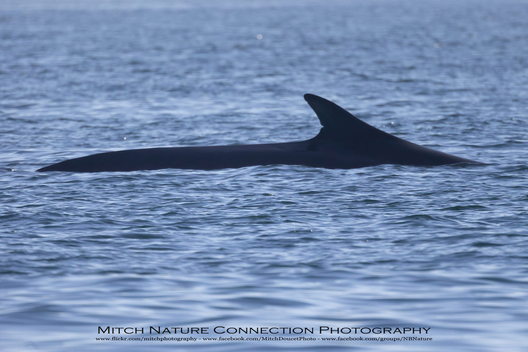 Whales Fin | Nature Connexion