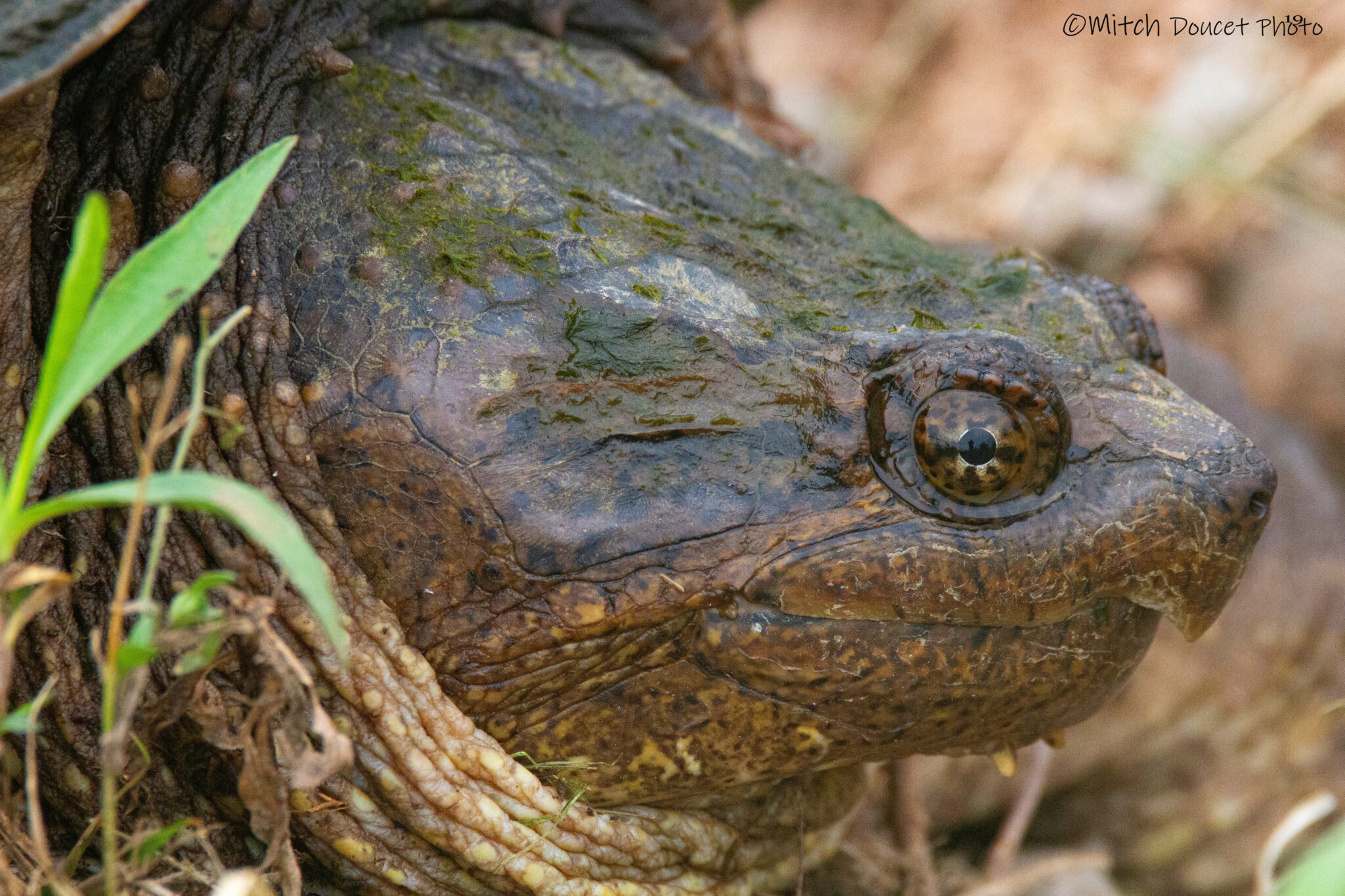 Reptile Snapping-Turtle – Nature Connexion