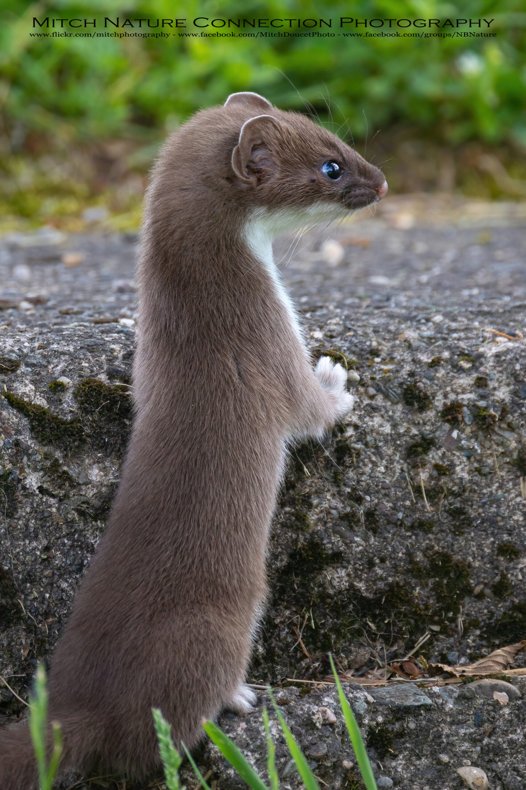 Wildlife Weasel | Nature Connexion