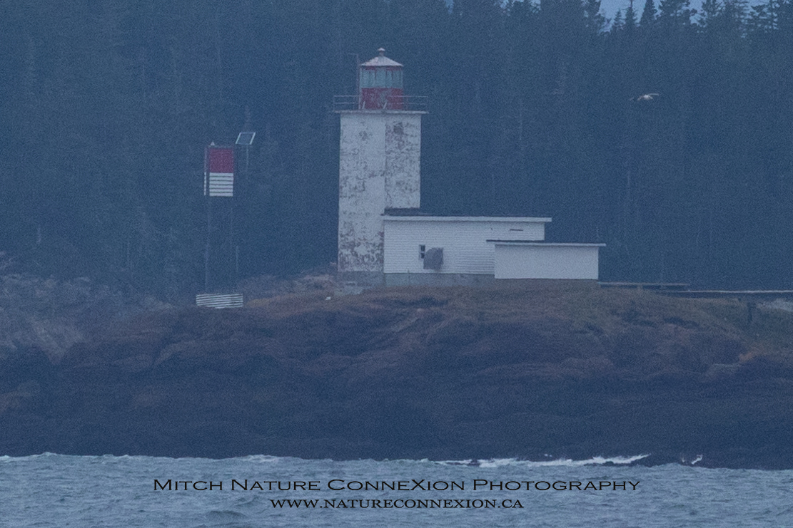 Lighthouse Bliss Island | Nature Connexion