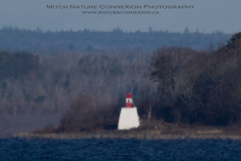 Lighthouse Cox Point | Nature Connexion