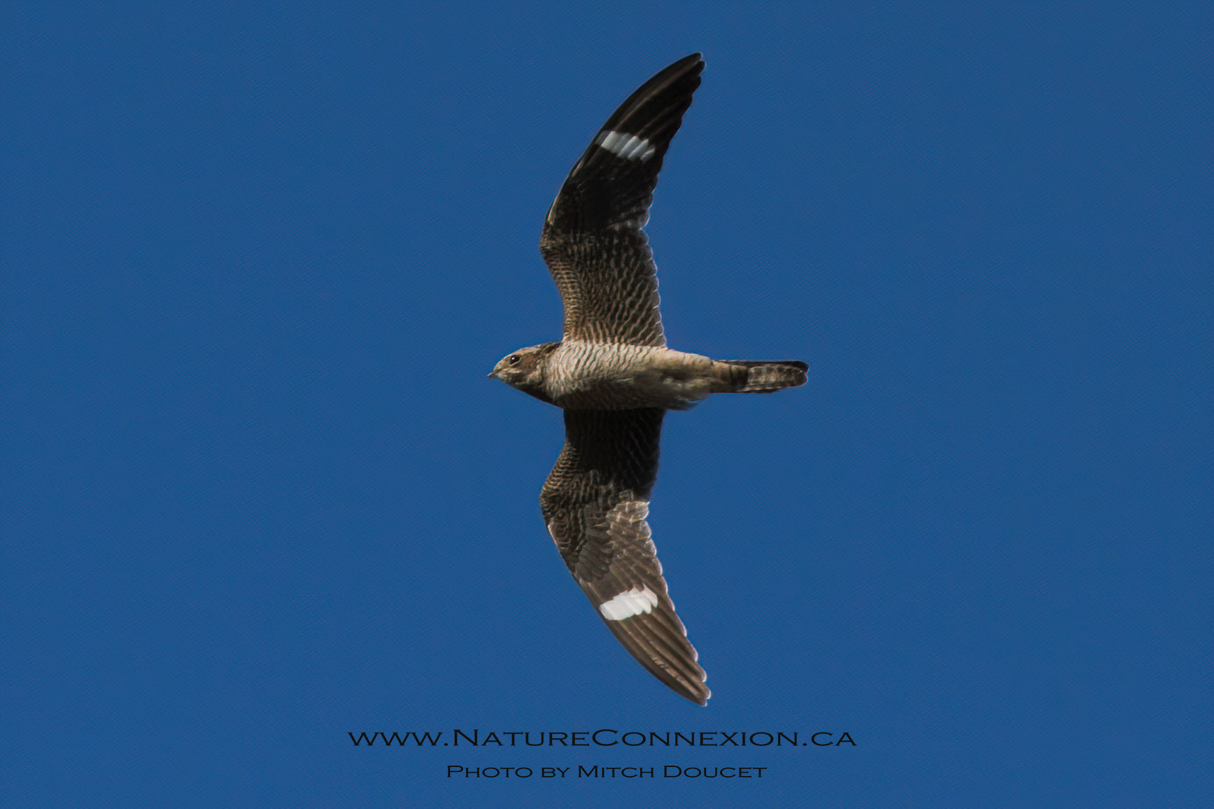 Grand Manan All birds | Nature Connexion