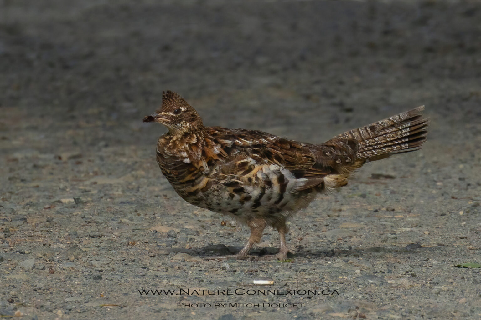 Grand Manan All birds | Nature Connexion