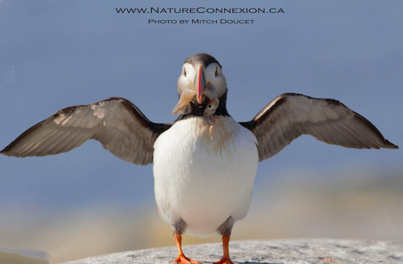 Bird Alcid | Nature Connexion