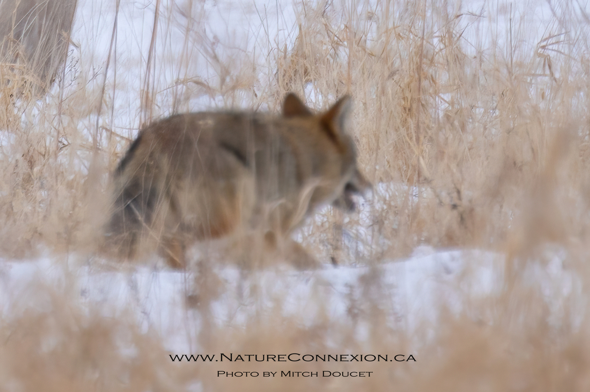 Wildlife Coyote | Nature Connexion