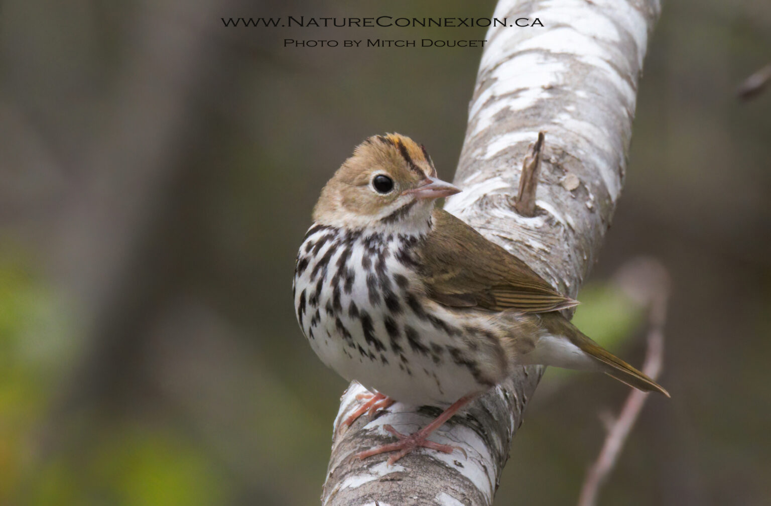 Bird Warbler | Nature Connexion